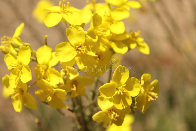 Colour of Spring stock image. Image of bright, gardens - 80539751