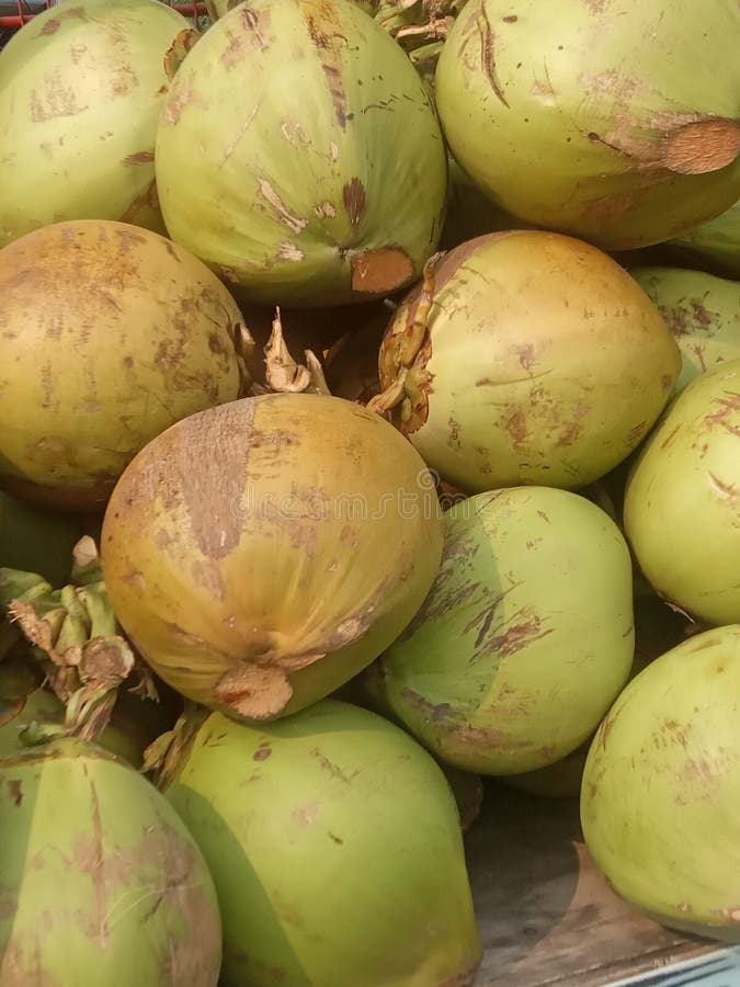 Colour and Taste of the Coconut Fruit Stock Photo - Image of green ...