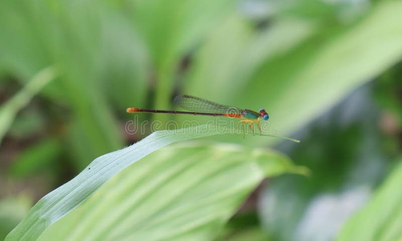 Colour Thumpi (kerala Very Thin Colour Dragonfly) Stock Image - Image ...
