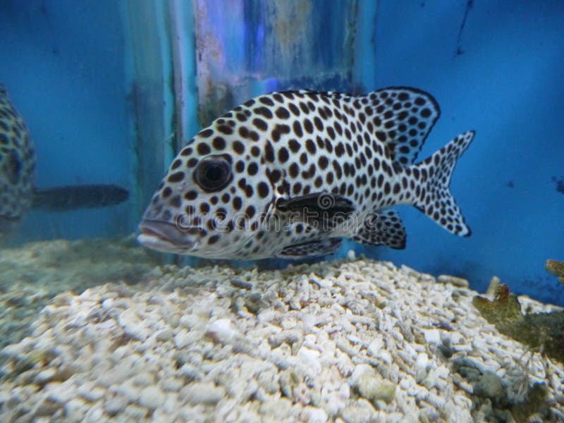 Spotty Fish Scales As Background Stock Photo - Image of small ...