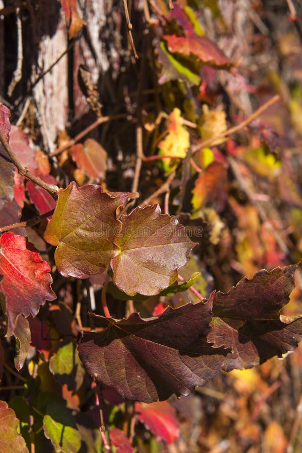Colour of Winter Leaves stock image. Image of texture - 41786167