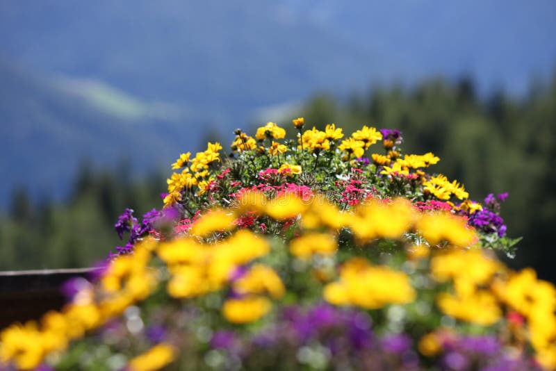300+ Alpine flowers Free Stock Photos - StockFreeImages