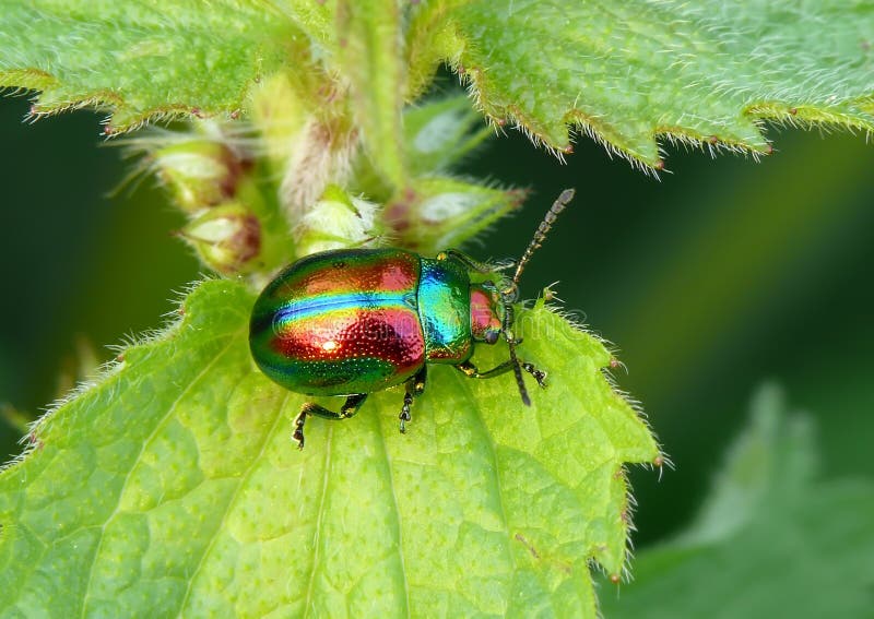 Coloured beetle stock photo. Image of grass, nettle, outdoor - 22730464