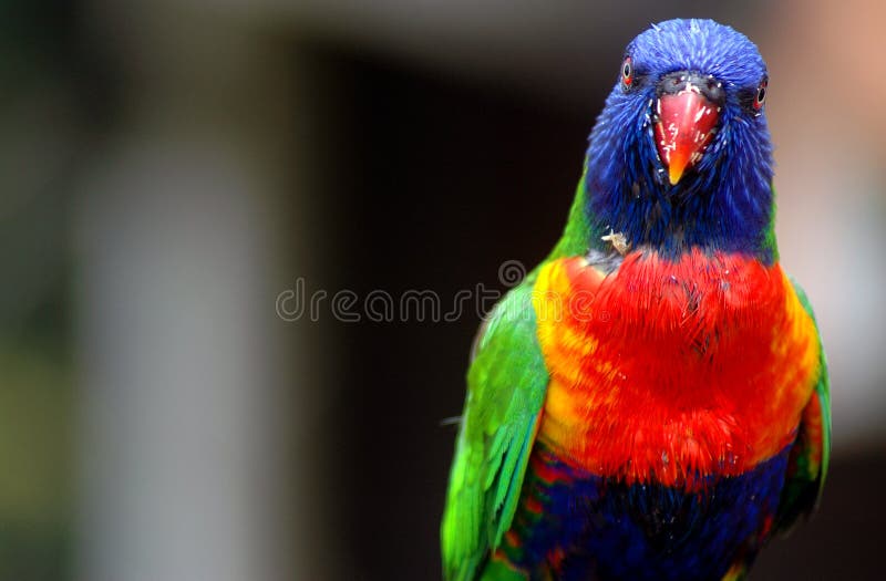 Coloured Bird stock image. Image of yellow, creature, colours - 445329