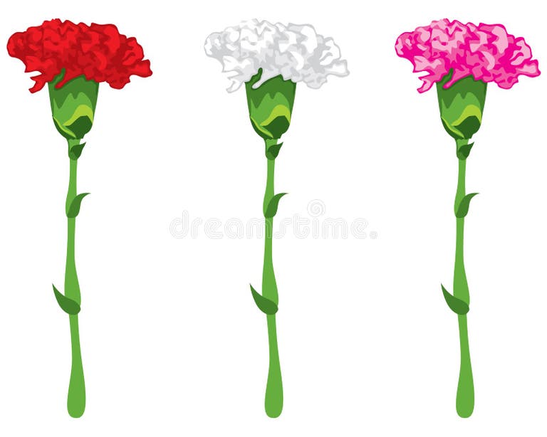 Coloured carnations stock vector. Illustration of pink - 24509222