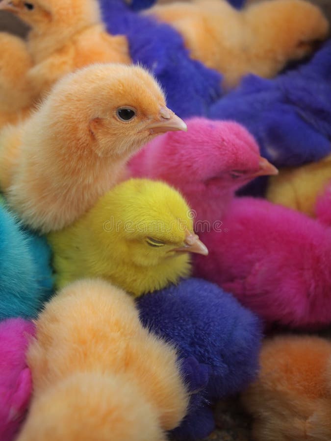 Coloured chicken stock photo. Image of chickens, easter - 25378918