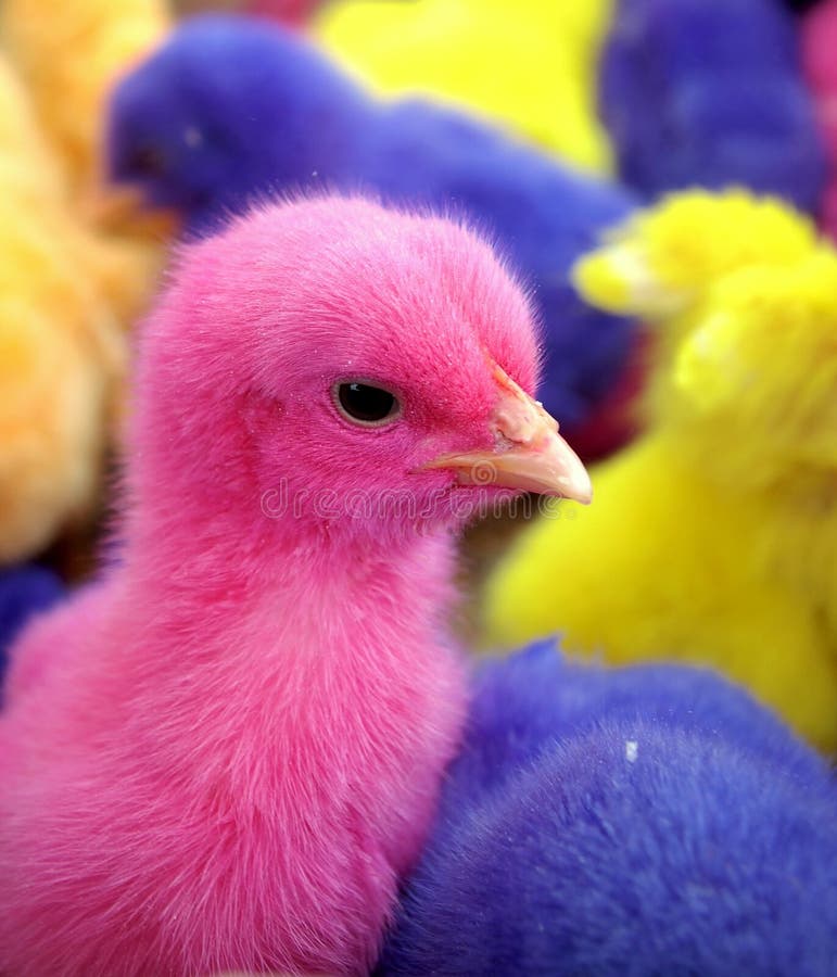 Colour Baby Chicken Images