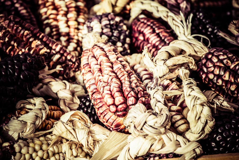 Coloured corn cobs in Peru stock photo. Image of closeup - 37412648