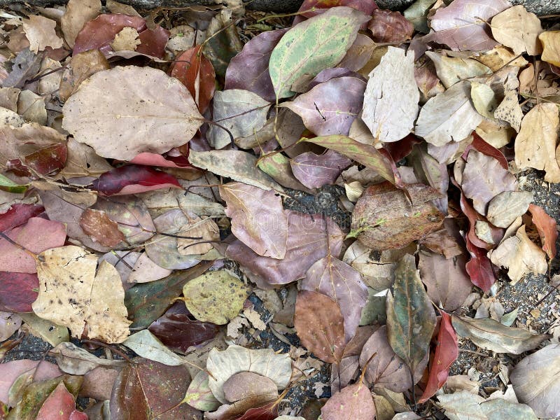 Coloured Dead Leaves stock image. Image of fine, details - 243168243