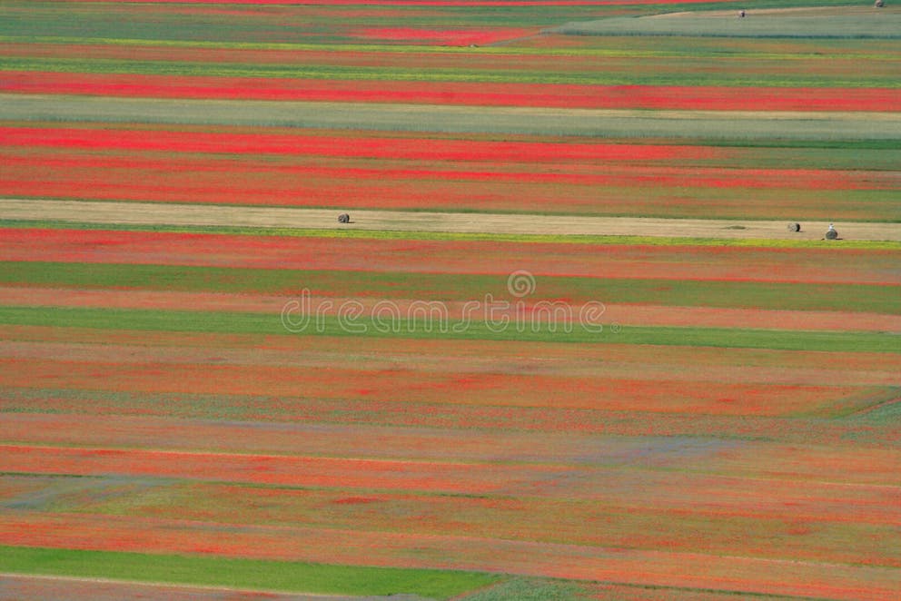 Coloured fields stock photo. Image of sweet, park, pink - 25827686
