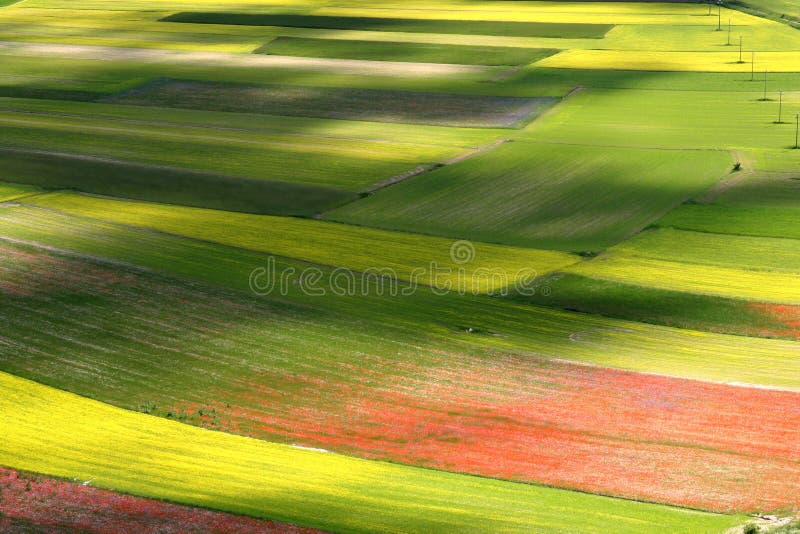 Fields And Meadow Bird View Stock Illustration - Illustration of ...