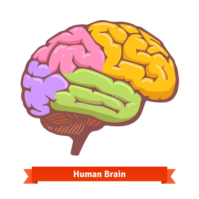 Coloured Human Brain Diagram Stock Vector - Illustration of ...