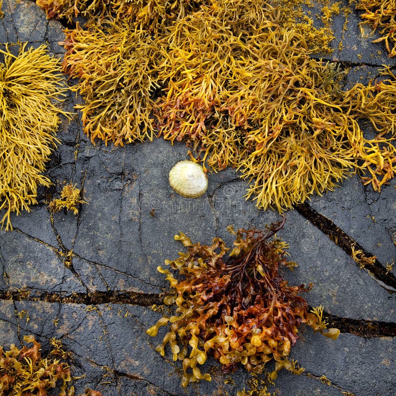 Colorful Seaweed at the Beach Stock Image - Image of ashore, nature ...