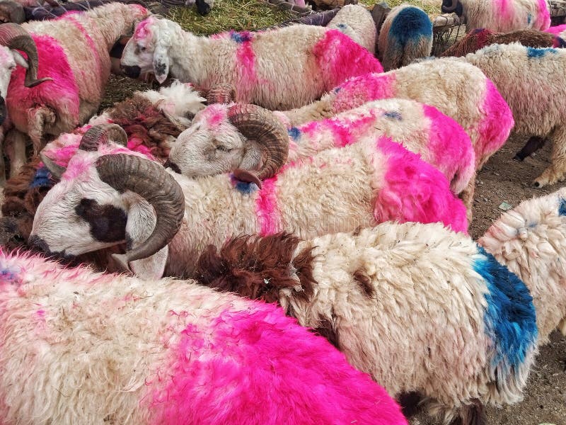 Coloured Sheep in an Animal Market in Peshawar Ahead Bakra Eid & X28 ...