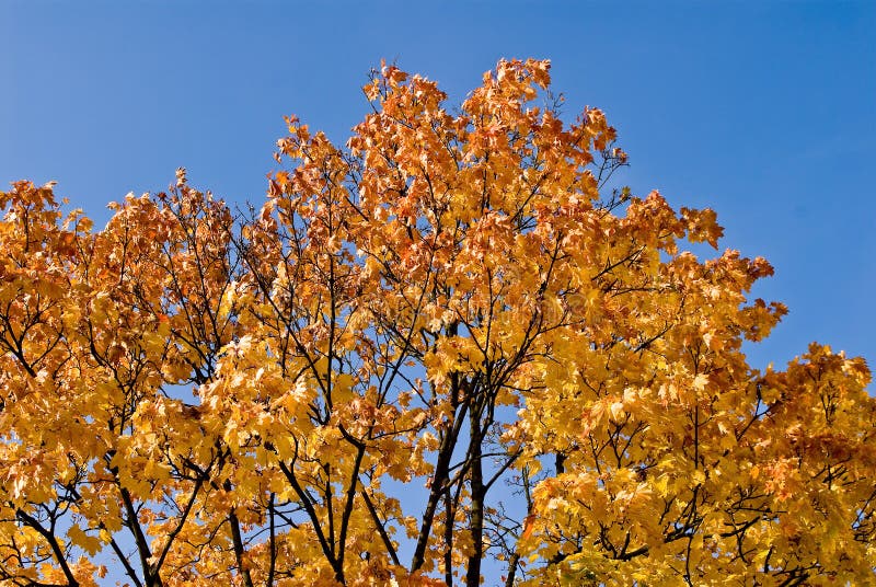 Coloured tree stock image. Image of leaf, indian, outside - 7181185