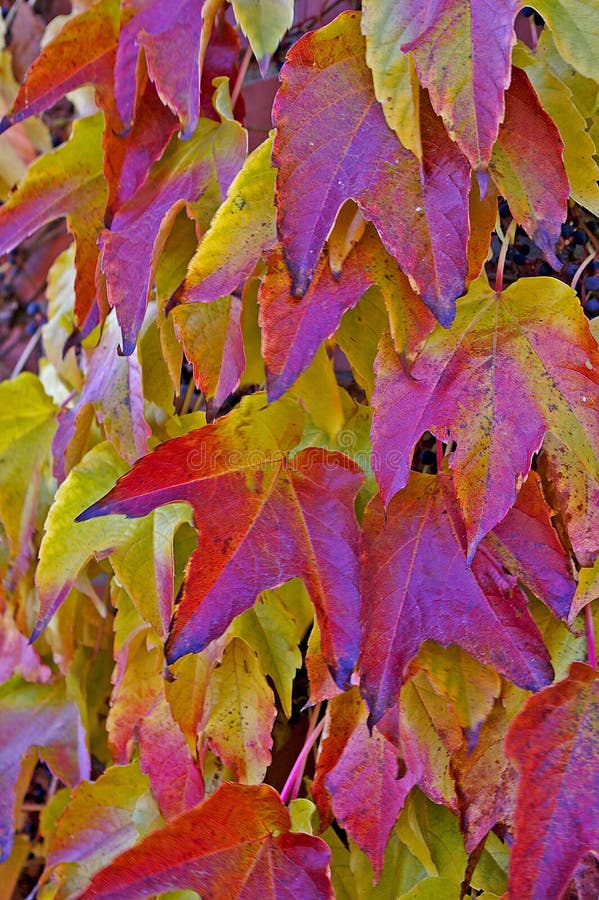 Coloured vine leaves stock image. Image of foliage, maple - 6908931