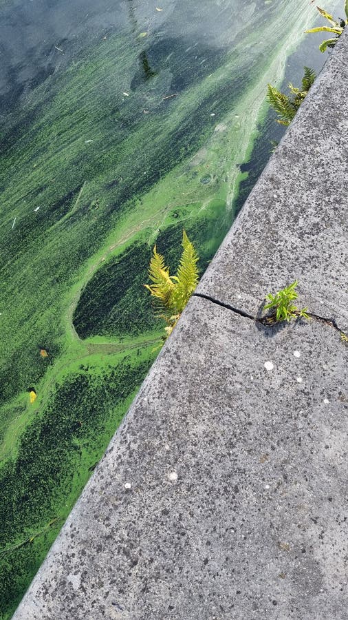 Coloured Water in the Nature Stock Image - Image of leaf, soil: 252038501
