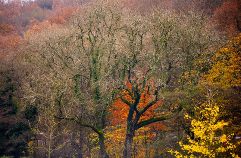 Vibrant colourful trees stock image. Image of outside - 265525979
