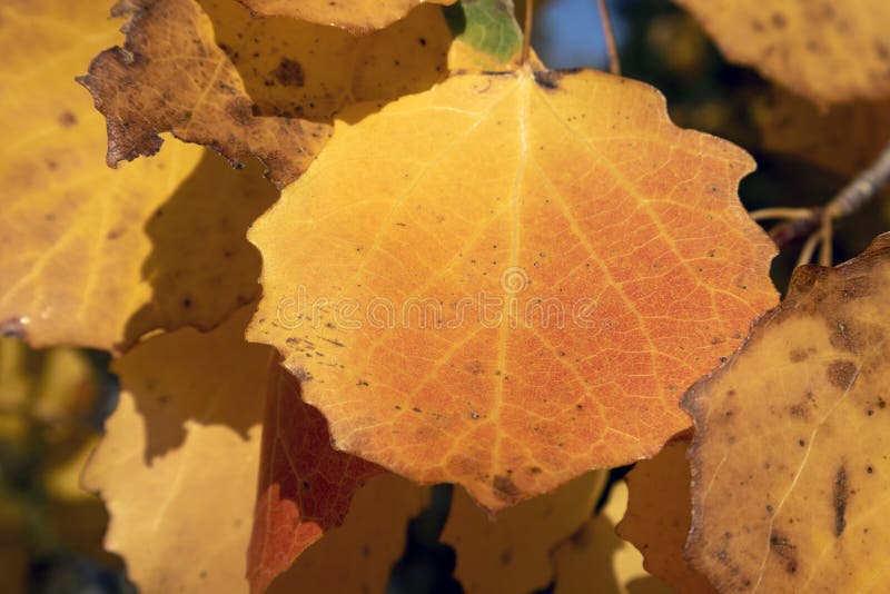 Colourful Aspen Leaves in Autumn Stock Image - Image of texture, forest ...