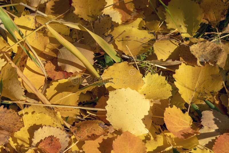 Colourful Aspen Leaves in Autumn Stock Photo - Image of golden, light ...
