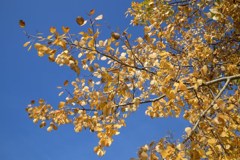 Colourful Aspen Leaves in Autumn Stock Image - Image of texture, forest ...