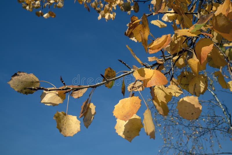 Colourful Aspen Leaves in Autumn Stock Photo - Image of colourful ...
