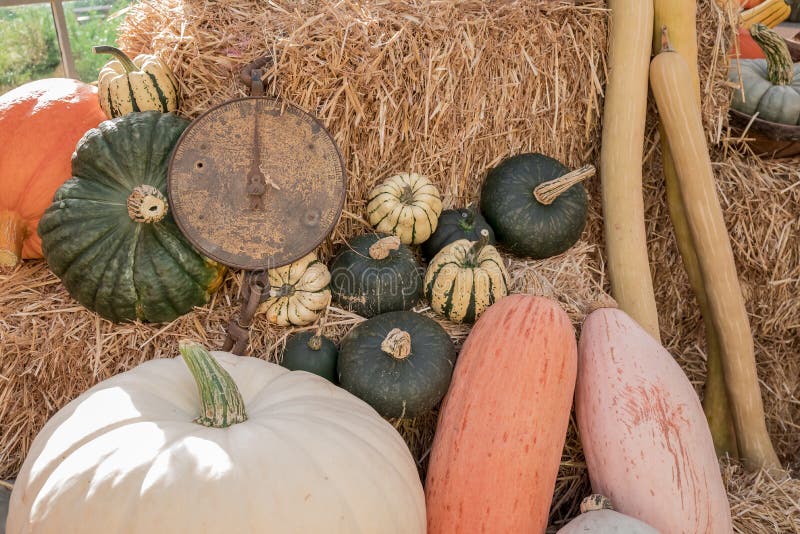 Colourful Assortment of Pumpkins, Squashes and Gourds Stock Photo ...