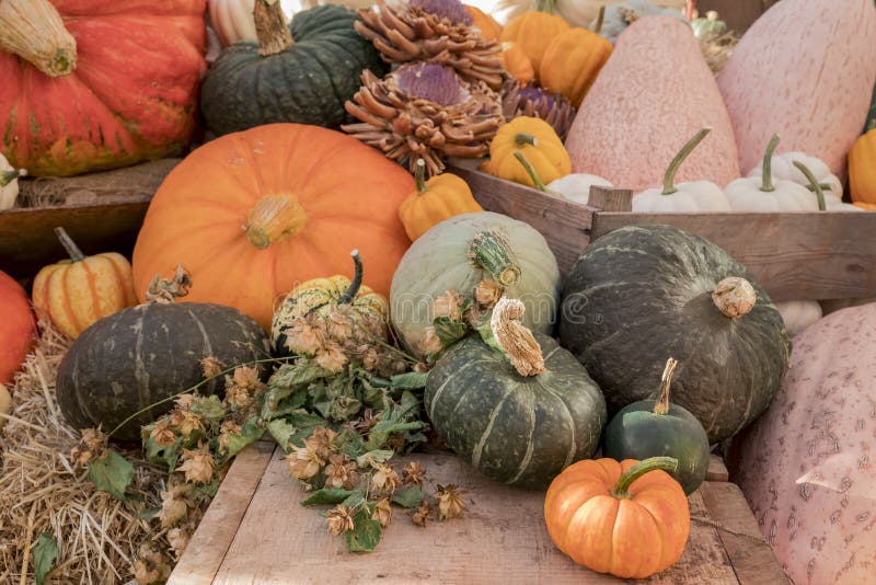 Colourful Assortment of Pumpkins, Squashes and Gourds Stock Image ...