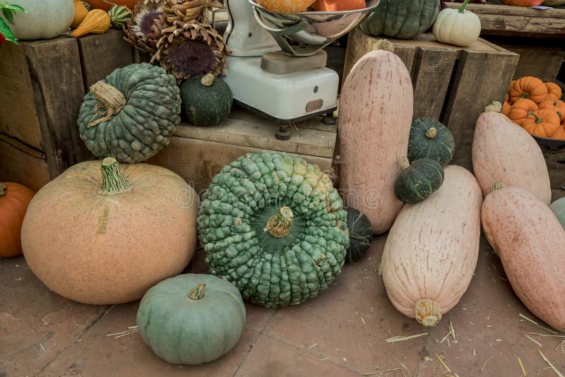Colourful Assortment of Pumpkins, Squashes and Gourds Stock Photo ...