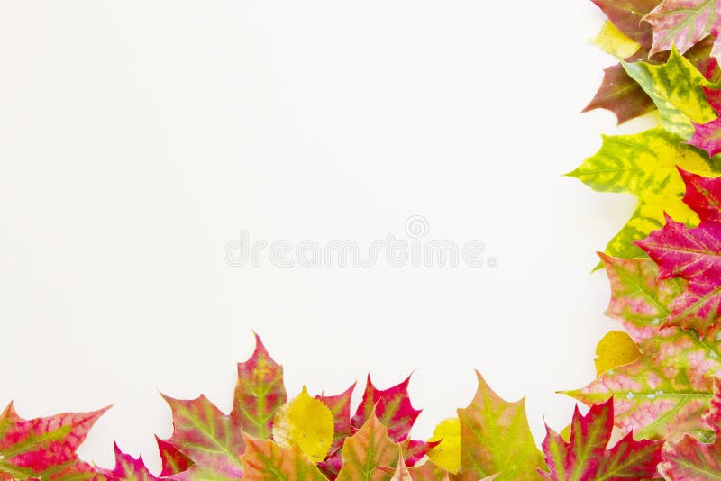 Colourful Autumn Fall Leaves on White Background. Stock Photo - Image ...
