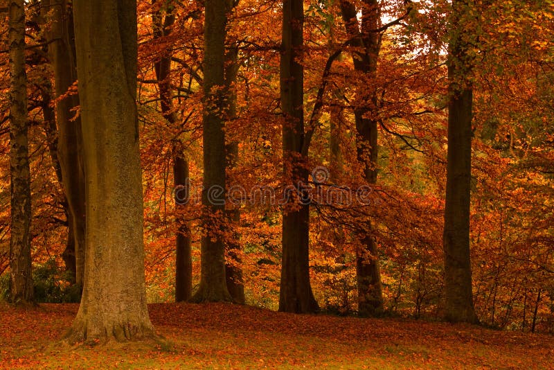 Colourful Autumn (Fall) Trees Stock Photo - Image of outdoor, purple ...