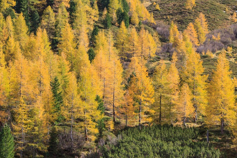 Colourful Autumn Larch Tree Forest in the Alps Stock Photo - Image of ...