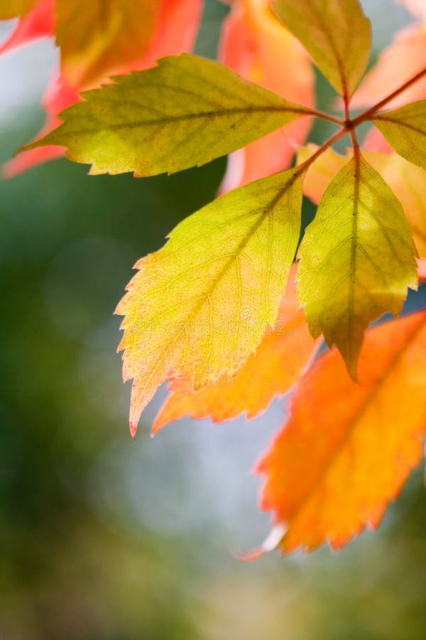 Colourful autumn leaves stock image. Image of leaf, colorful - 2396211