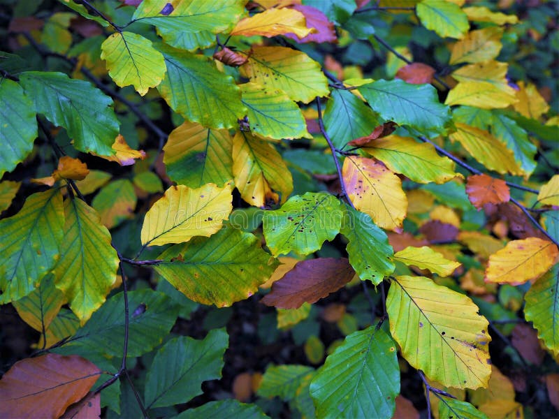 Colourful Autumn Leaves on a Beech Tree Stock Photo - Image of beech ...