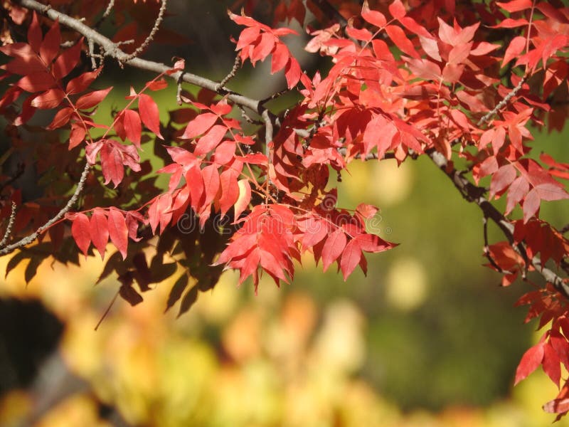 Colourful Autumn Leaves Outside on a Tree Stock Photo - Image of macro ...