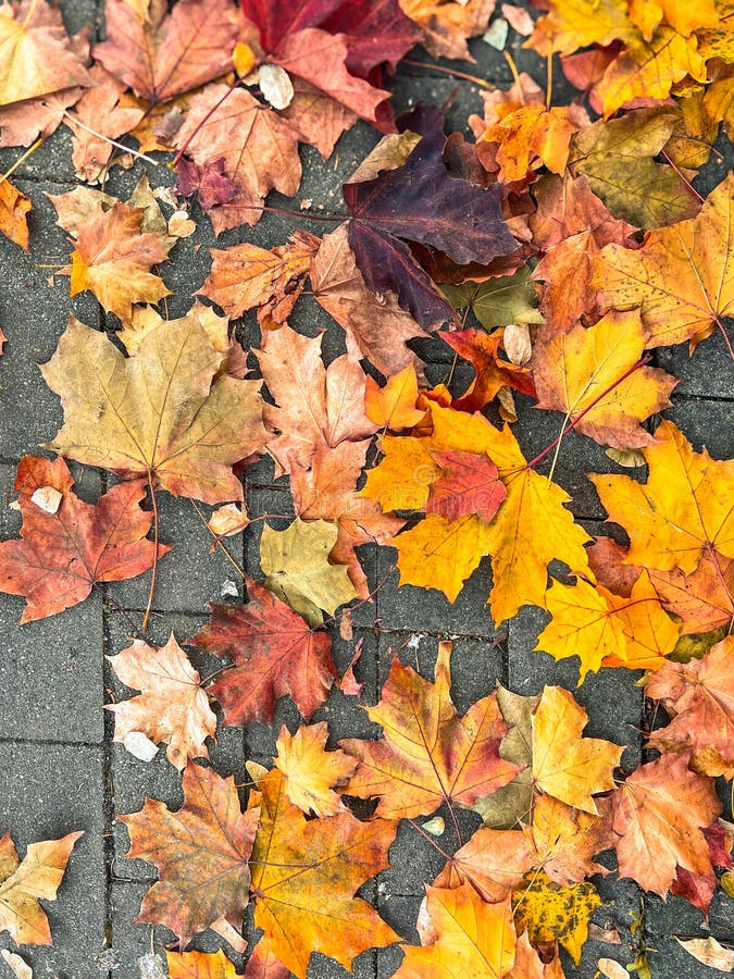Colourful Autumn Leaves on the Pavement in the Park. Stock Photo ...