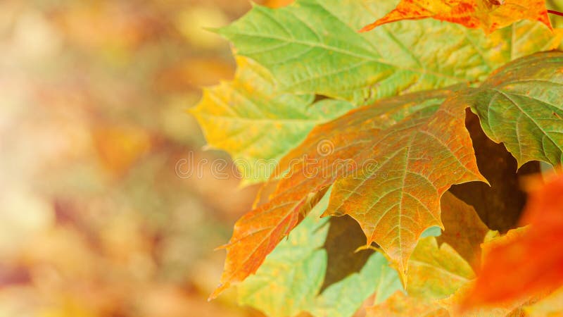 Colourful Autumn Maple Leaves on Soft Background Stock Image - Image of ...