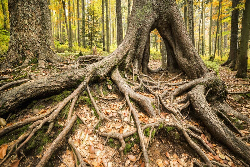 9,486 Large Tree Roots Stock Photos - Free & Royalty-Free Stock Photos ...