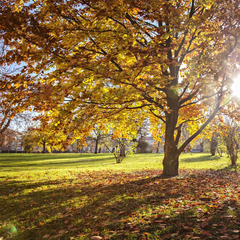 Colourful autumn park stock image. Image of flora, natural - 33528915