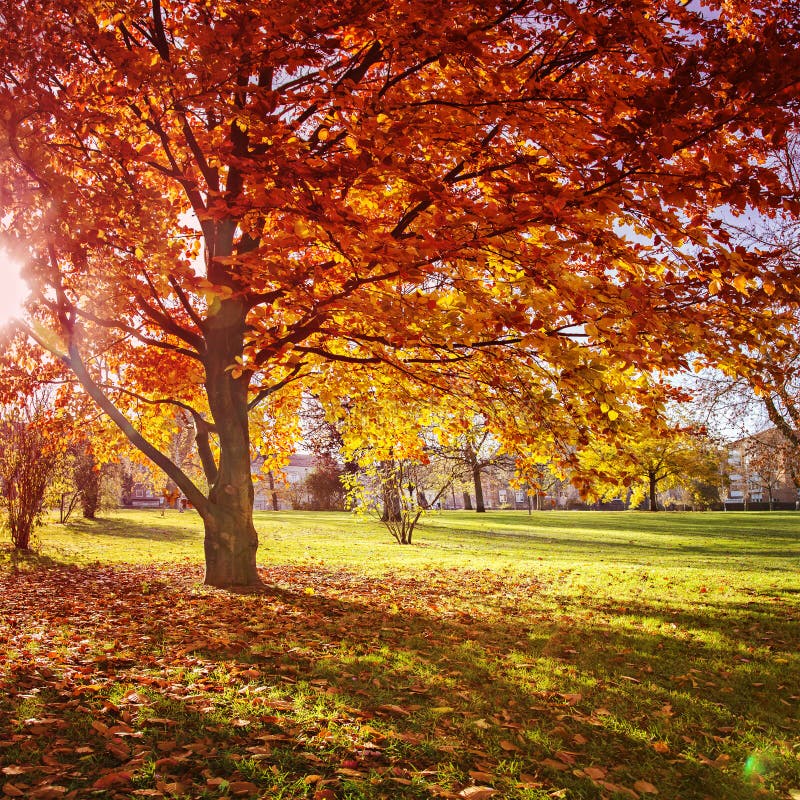 Autumn, Fall Landscape in Park Stock Image - Image of colorful, park ...