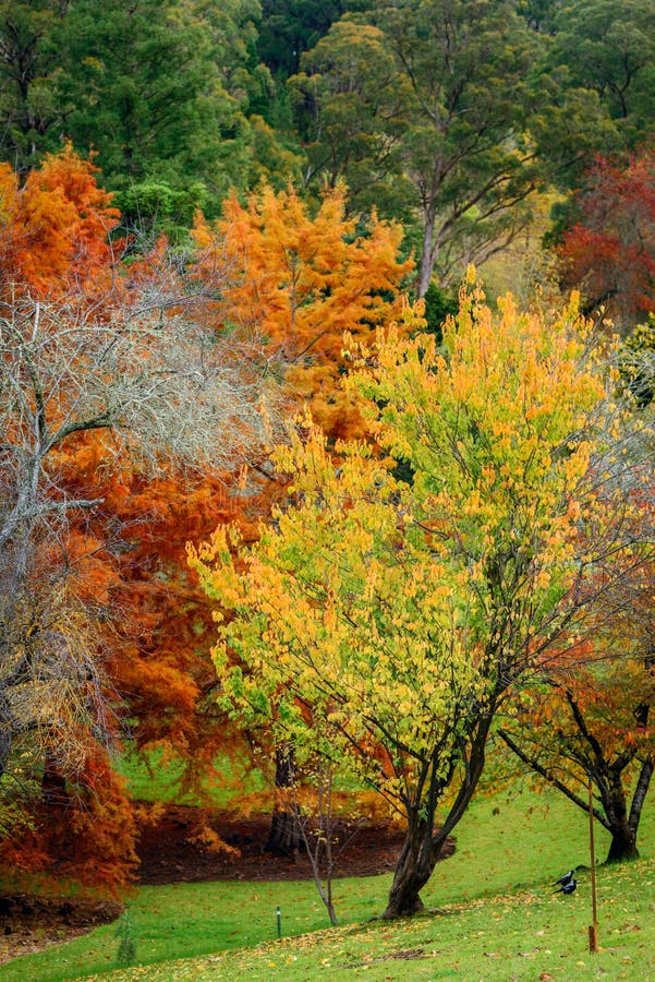 Colourful autumn trees stock photo. Image of bright, fall - 62840692