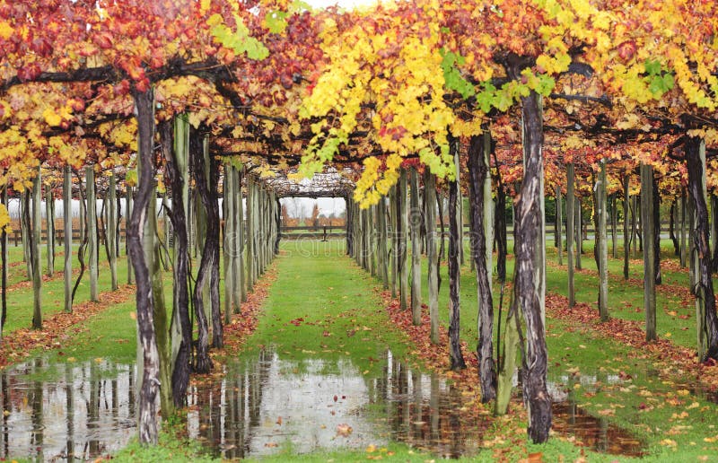 Colourful Autumn Vines stock image. Image of country - 19716919