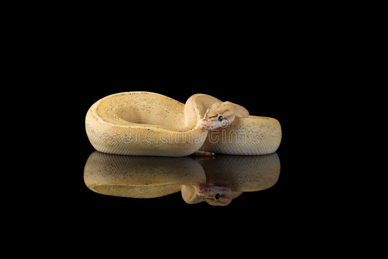 The Royal Python Isolated on White Background Stock Photo - Image of ...