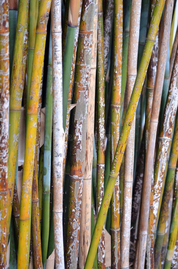 Colorful Bamboo stock photo. Image of oriental, engraved - 72191472