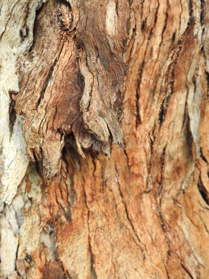Gumtree bark stock image. Image of wood, australia, gumtree - 60930265