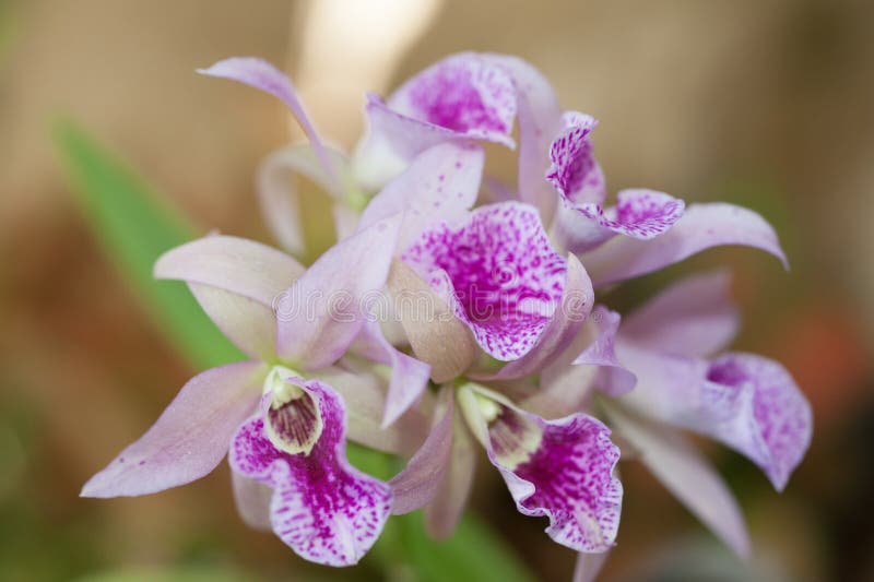 Colourful Beautiful Fresh of Orchids. Stock Image - Image of decorative ...