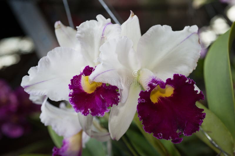 Colourful Beautiful Fresh of Orchids. Stock Image - Image of bouquet ...