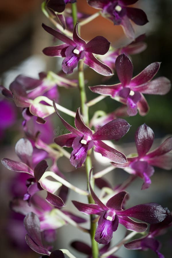 Colourful Beautiful Fresh of Orchids. Stock Photo - Image of colorful ...