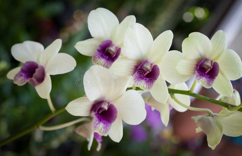 Colourful Beautiful Fresh of Orchids. Stock Image - Image of blissful ...