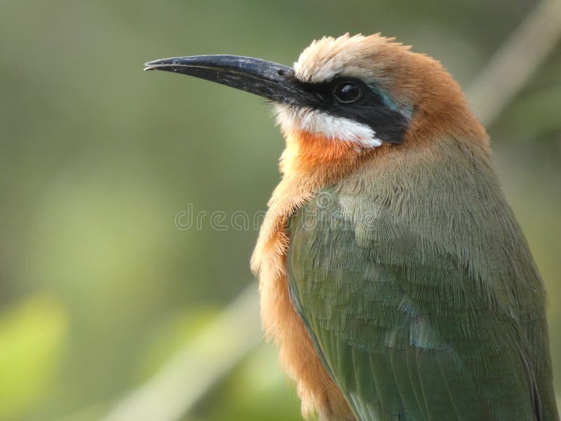 Colourful Bee-Eater Bird on Tree Branch Stock Photo - Image of orange ...